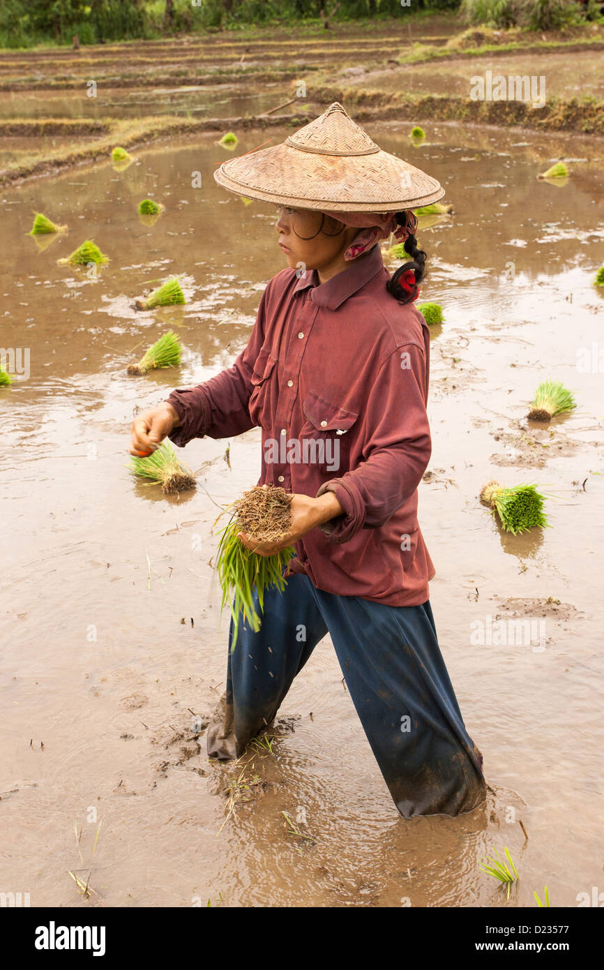 Burmese woman, working in rice field, in Thailand, Mae hong son Stock ...