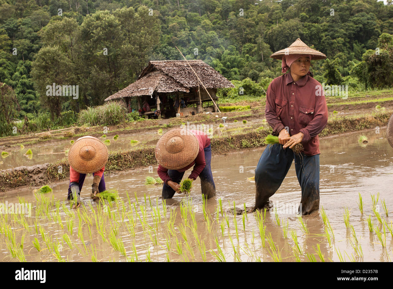 Burmese woman, working in rice field, in Thailand, Mae hong son Stock ...