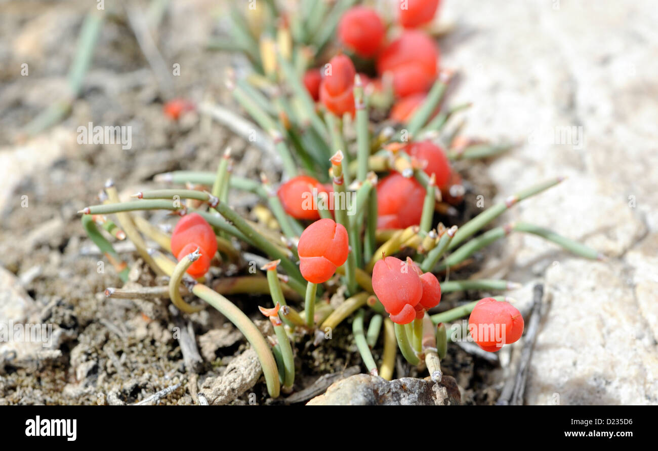 Prostate plant hi-res stock photography and images - Alamy