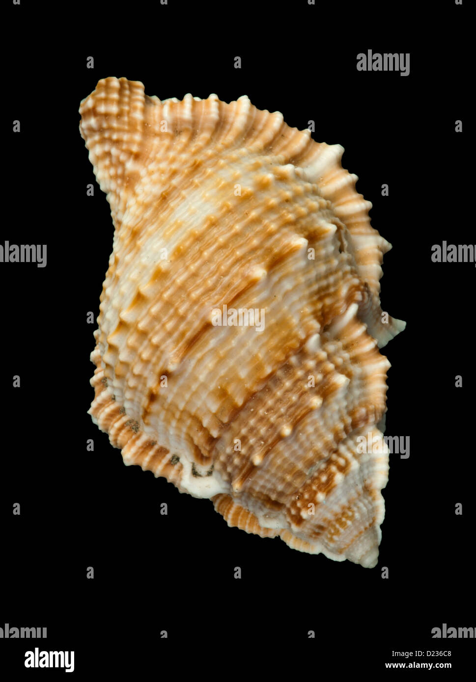Shell Rapana black isolated Stock Photo - Alamy