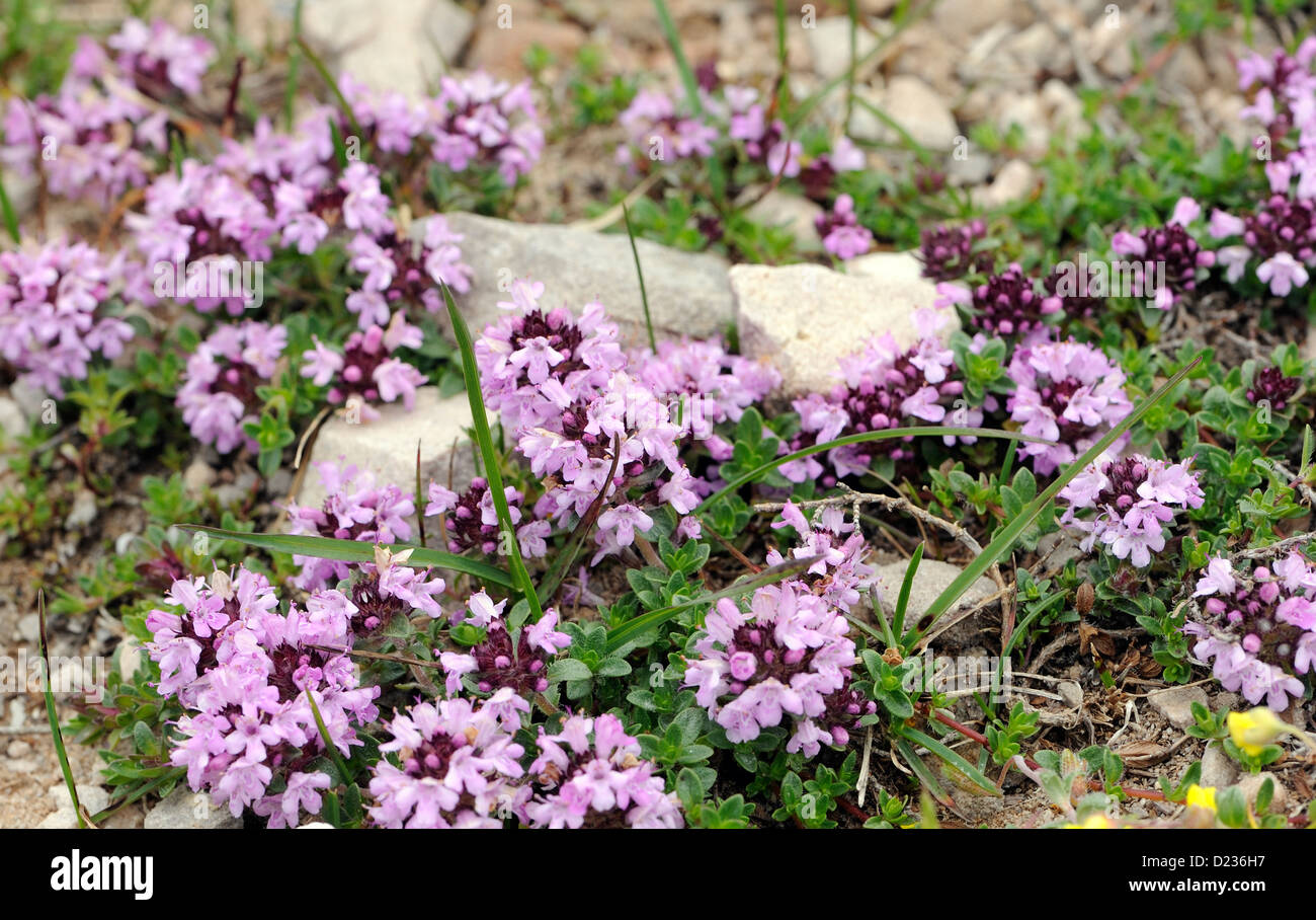 Alpine plant picos de europa hi-res stock photography and images - Alamy