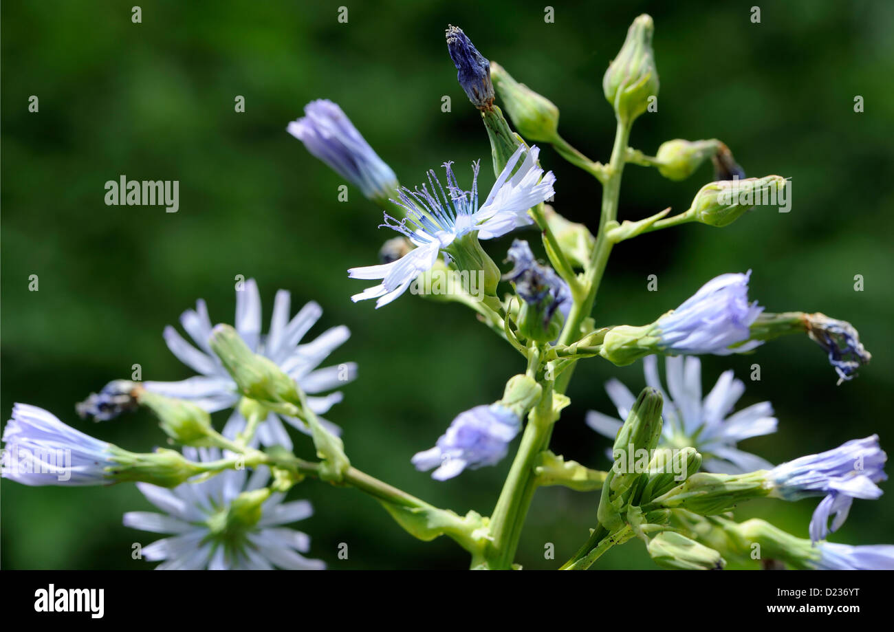 Lilac coloured flower of a Lactuca species (perennis?) growing in an ...