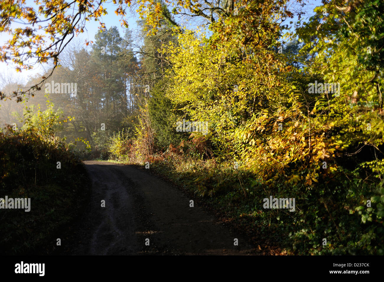 A farm track in in autumn with deciduous trees with autumn leaves ...