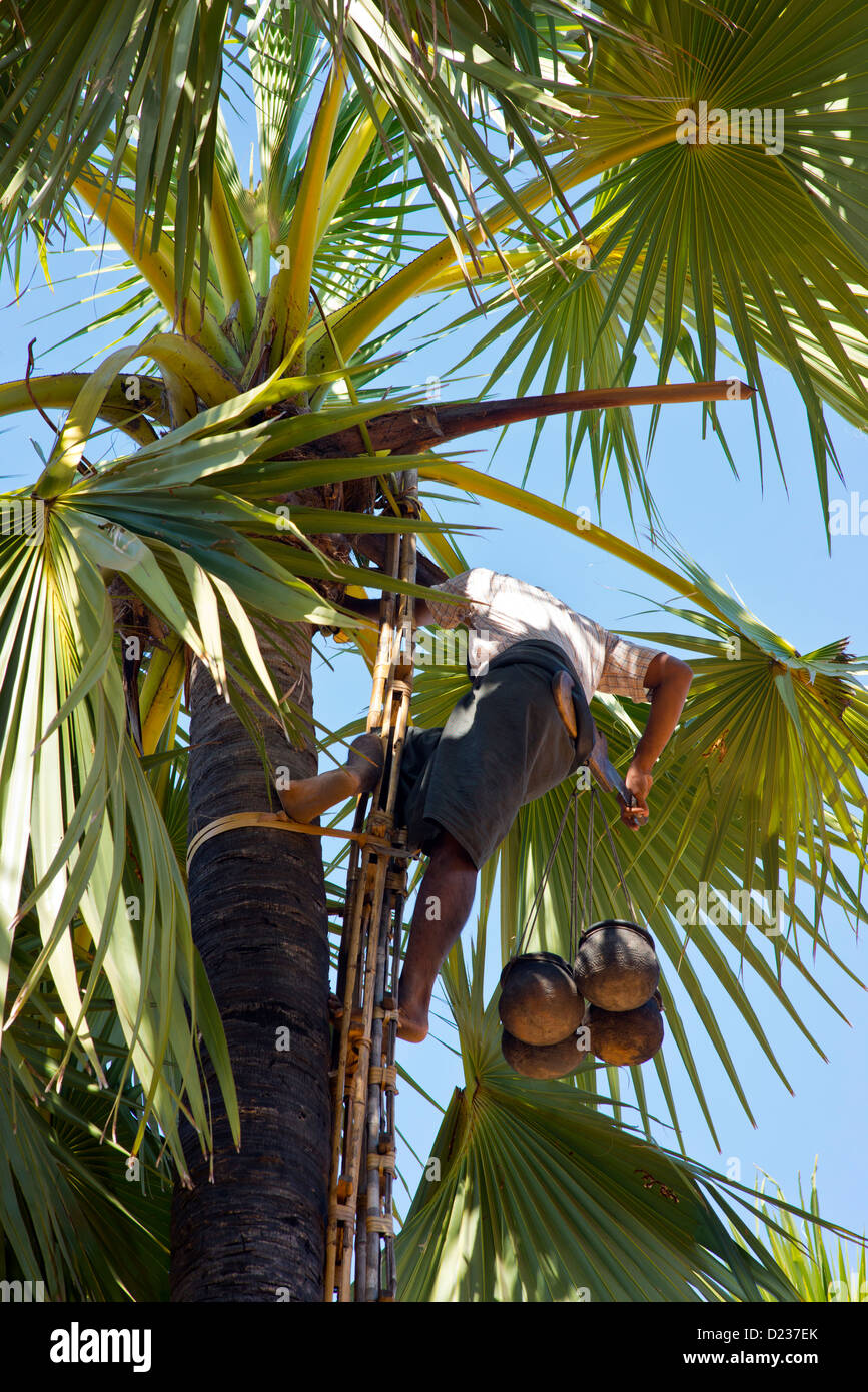 Sugar palm tree hi-res stock photography and images - Alamy