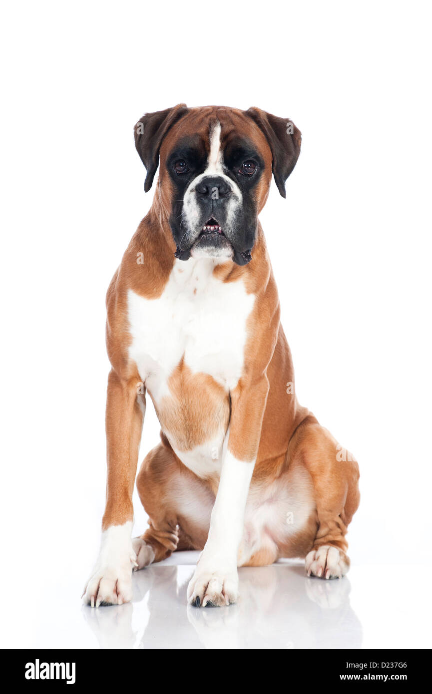 German boxer dog isolated on white Stock Photo - Alamy
