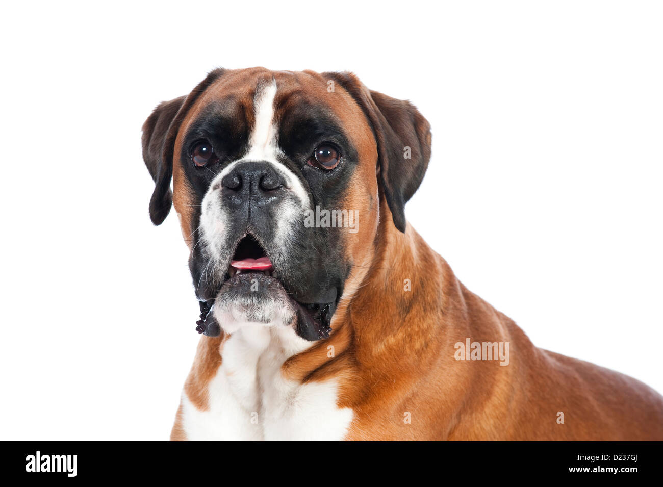 German boxer dog isolated on white Stock Photo - Alamy