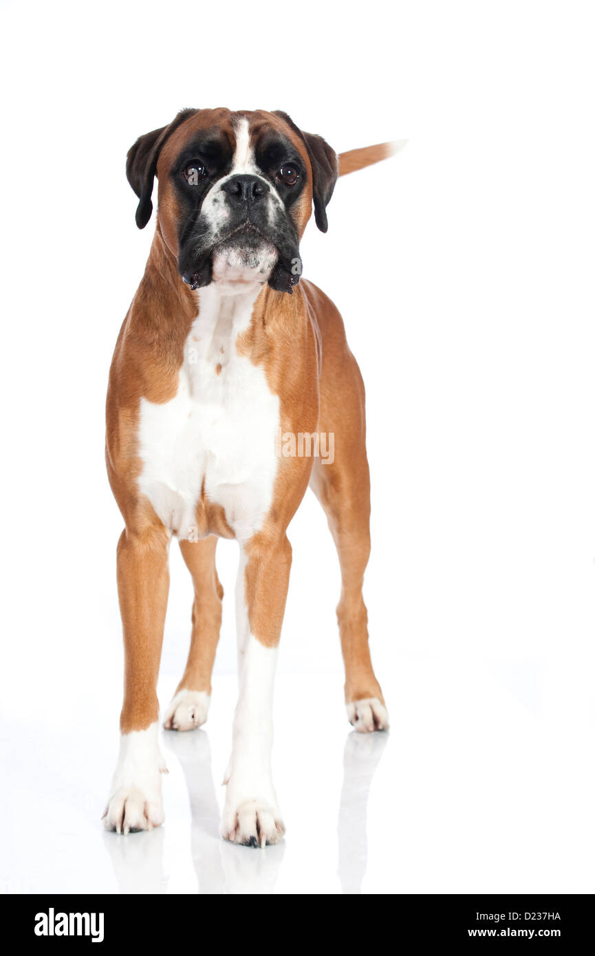 German boxer dog isolated on white Stock Photo - Alamy