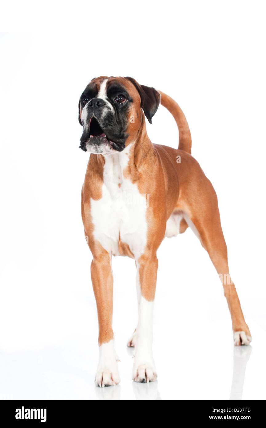 German boxer dog isolated on white Stock Photo - Alamy