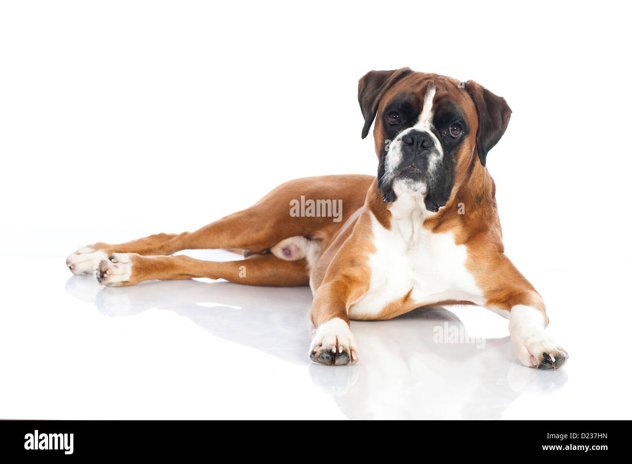 German boxer dog isolated on white Stock Photo - Alamy