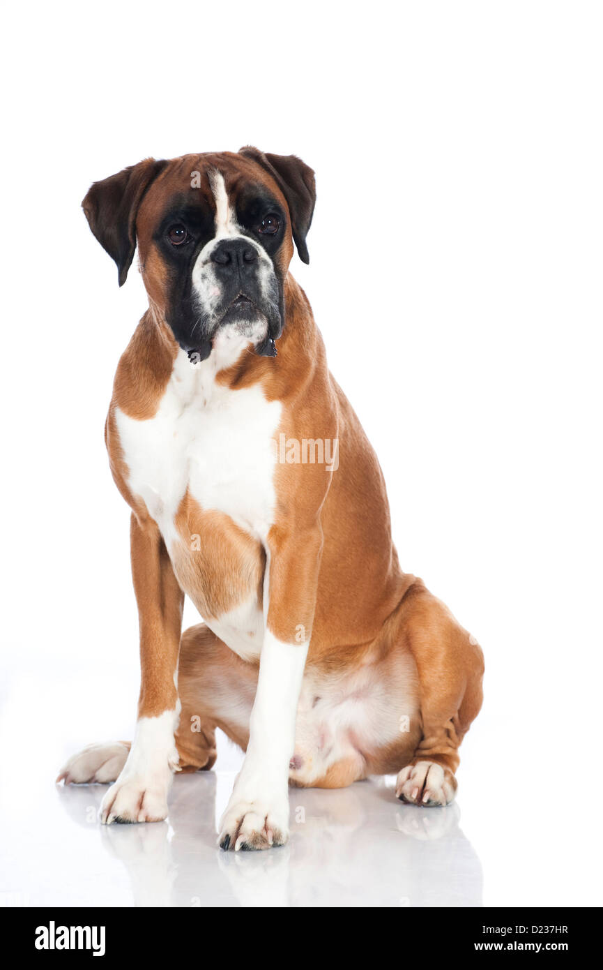 Boxer dog hi-res stock photography and images - Alamy