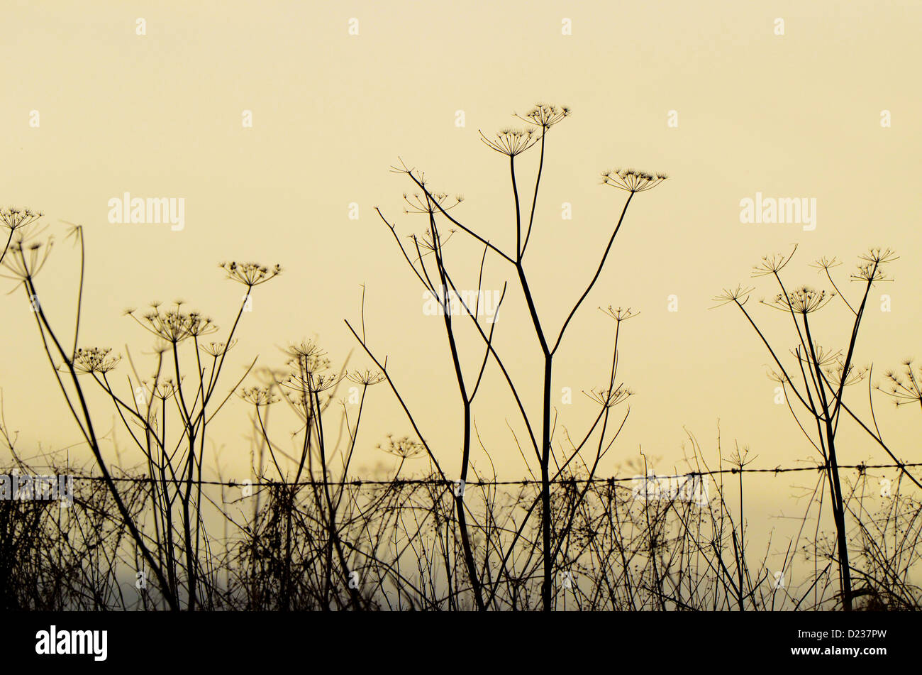 Showing the border line of a farmed field Stock Photo - Alamy