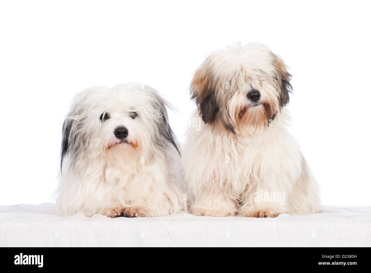 Coton de tuléar dog Stock Photo - Alamy