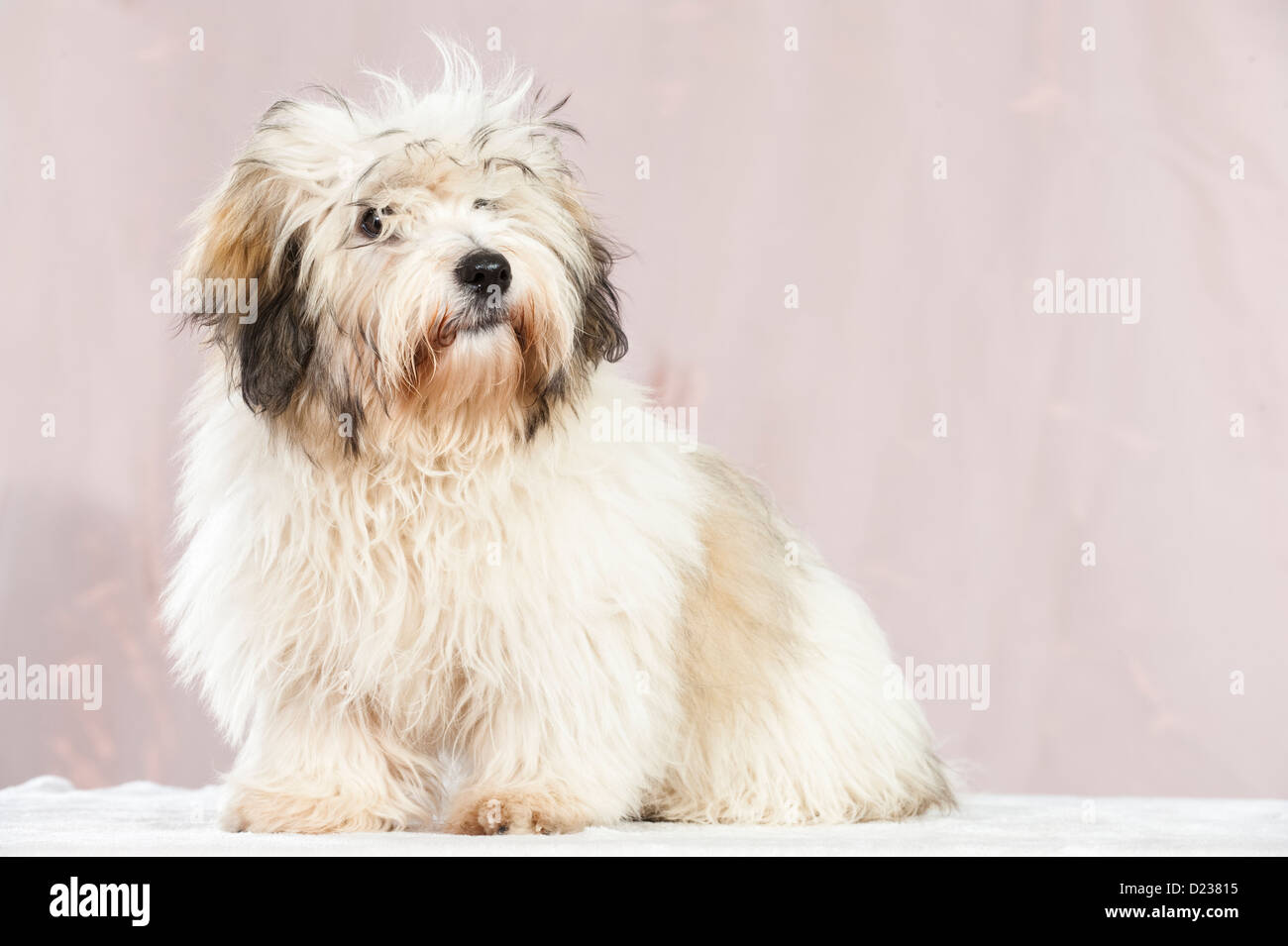 Coton de tuléar dog Stock Photo - Alamy