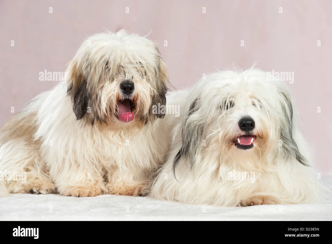 Coton de tuléar dog Stock Photo - Alamy