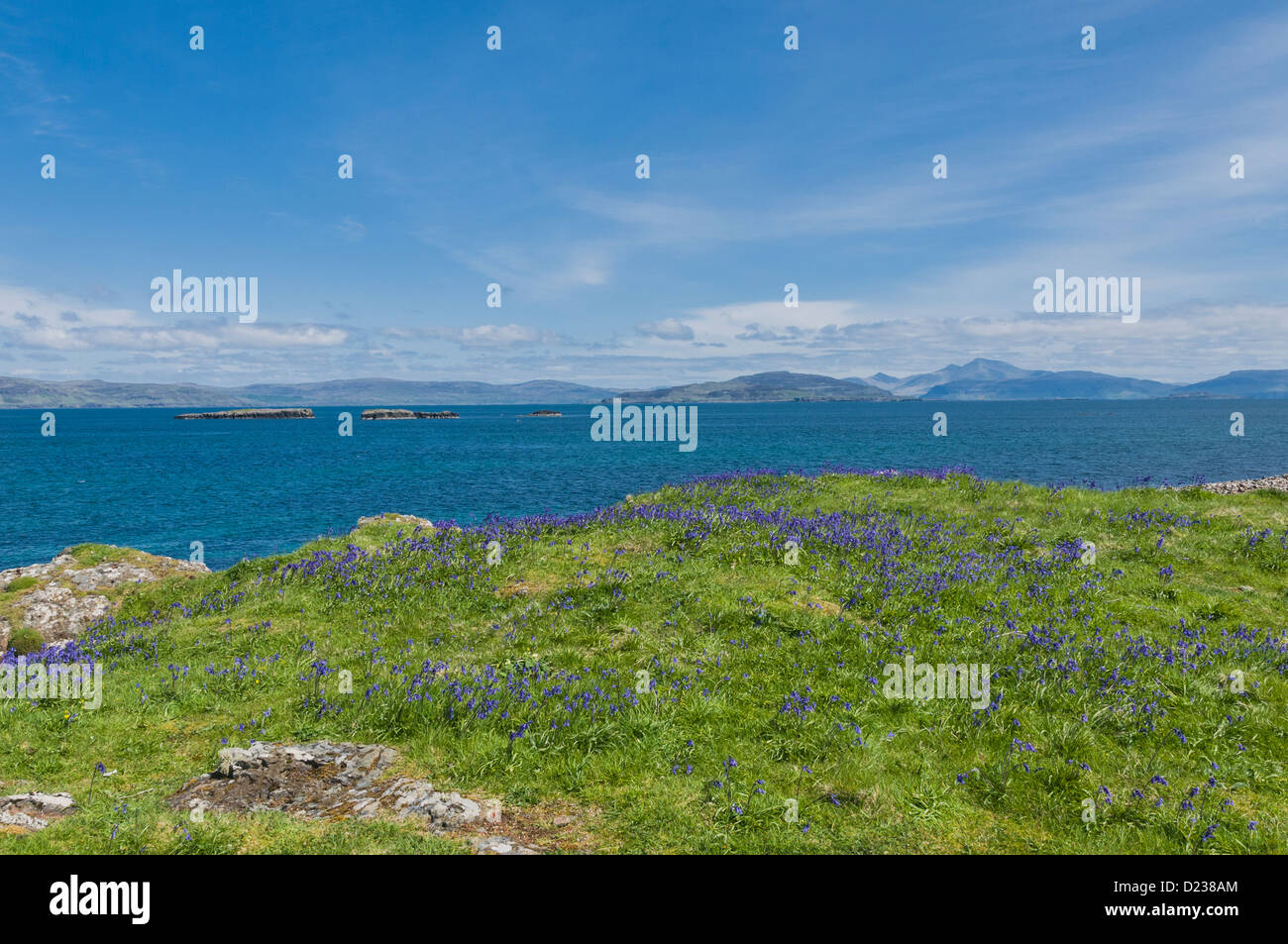 Bluebells on Lunga Treshnish Isles Inner Hebrides Argyll & Bute ...