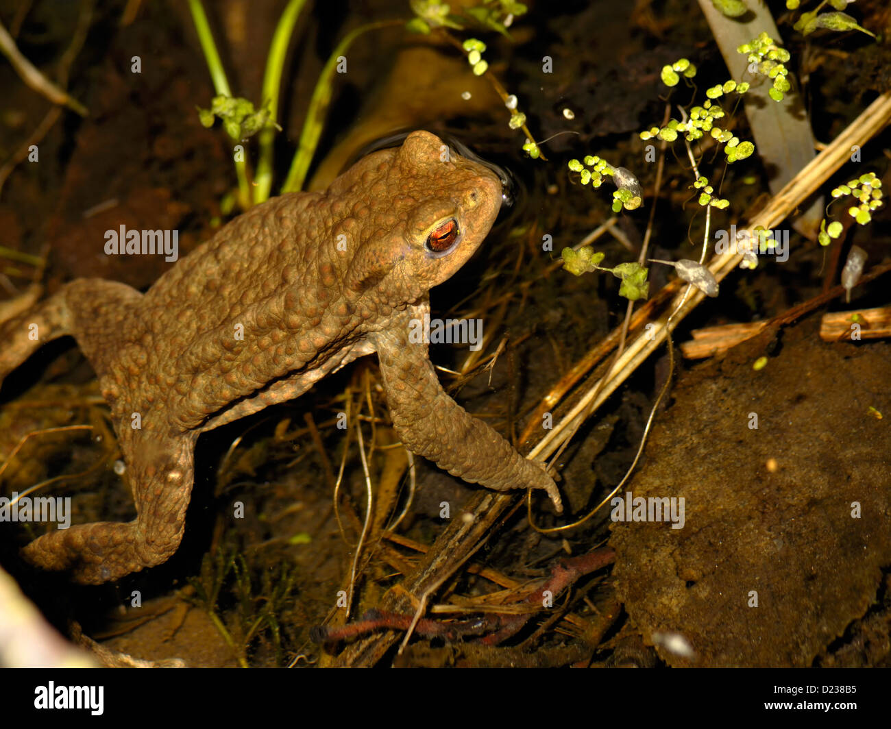 Common Toad ( Bufo bufo ) Rising to the surface of a pond Stock Photo ...
