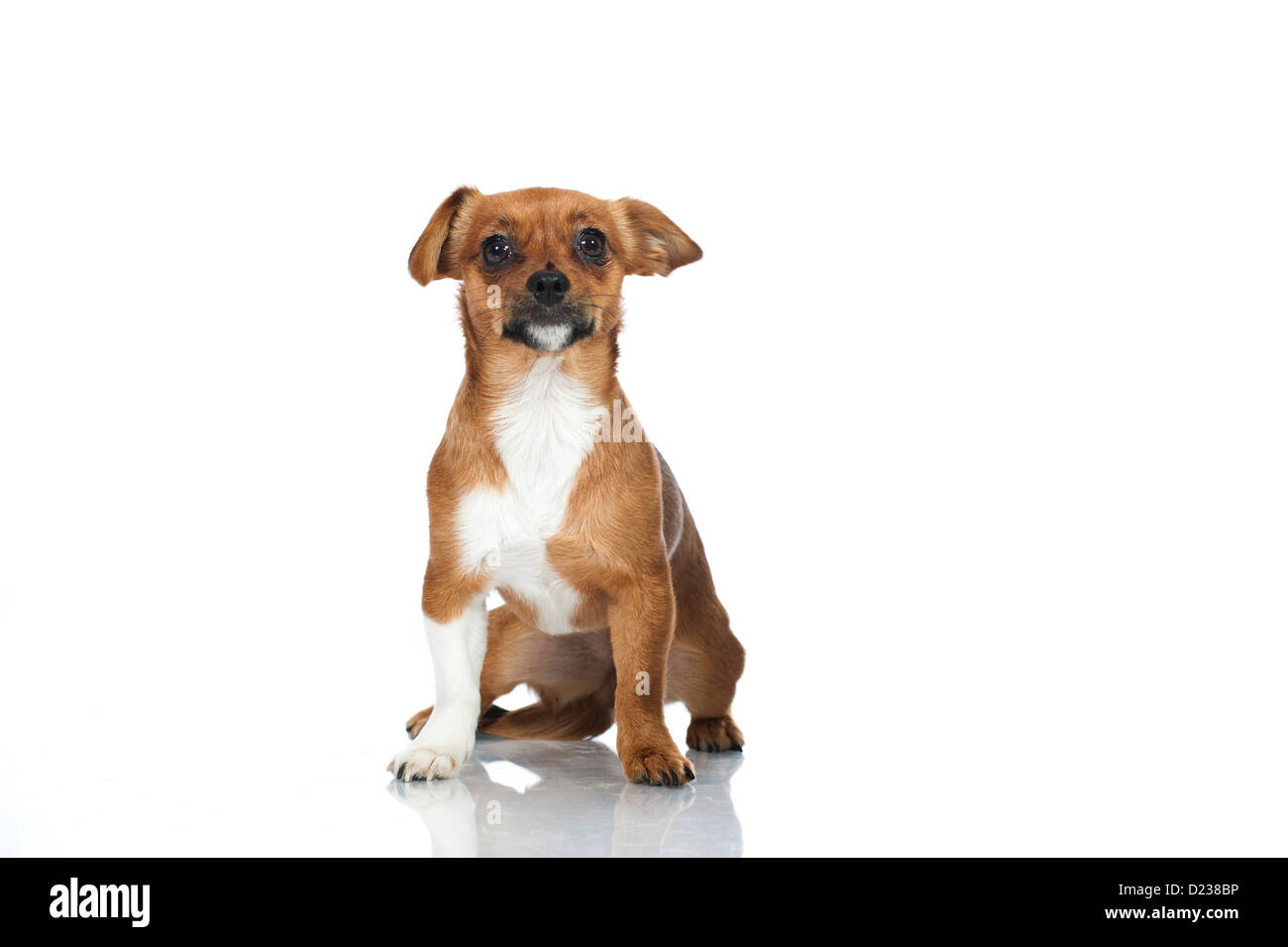 Mixed breed dog isolated on white Stock Photo - Alamy
