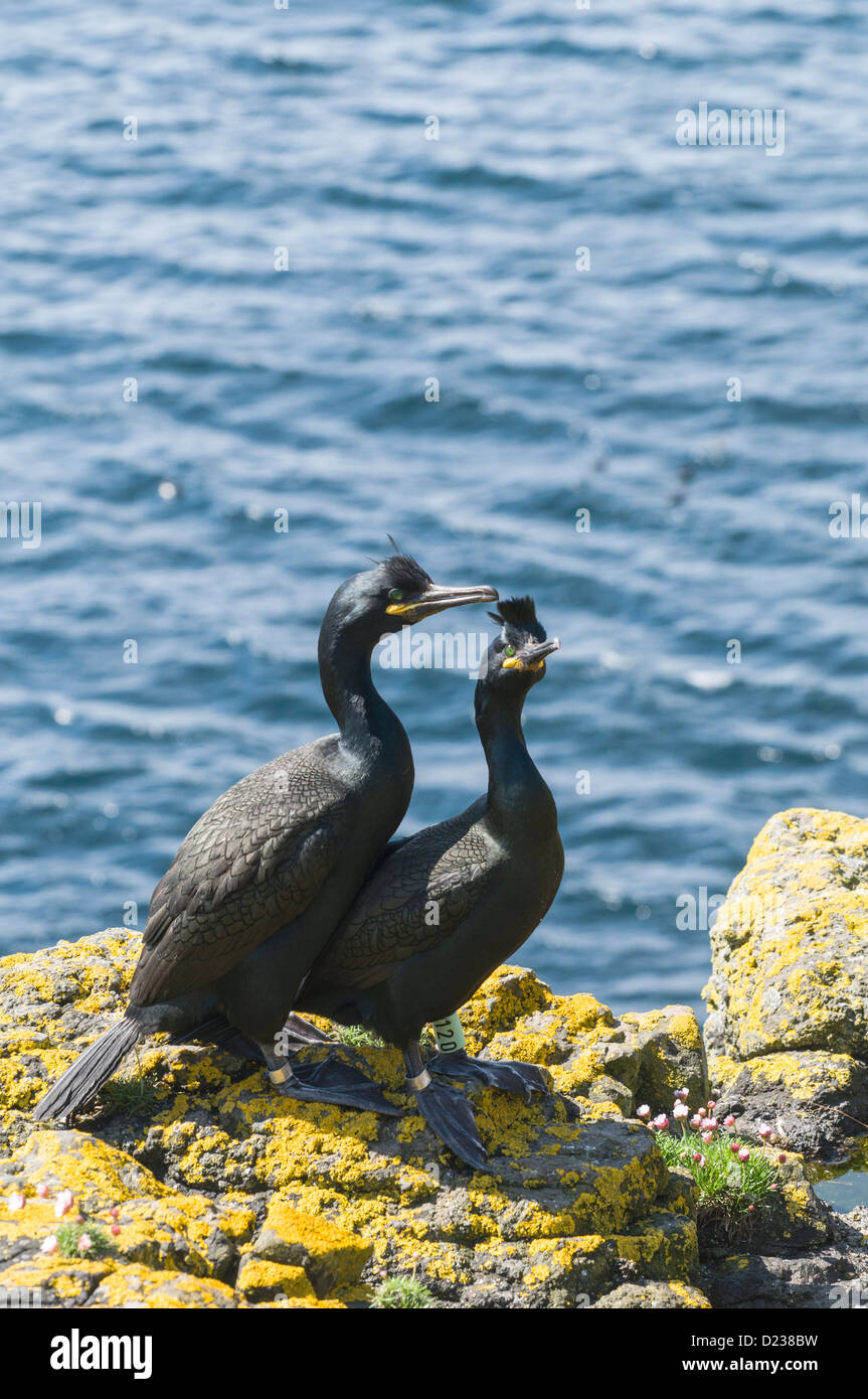 Shag birds hebrides hi-res stock photography and images - Alamy