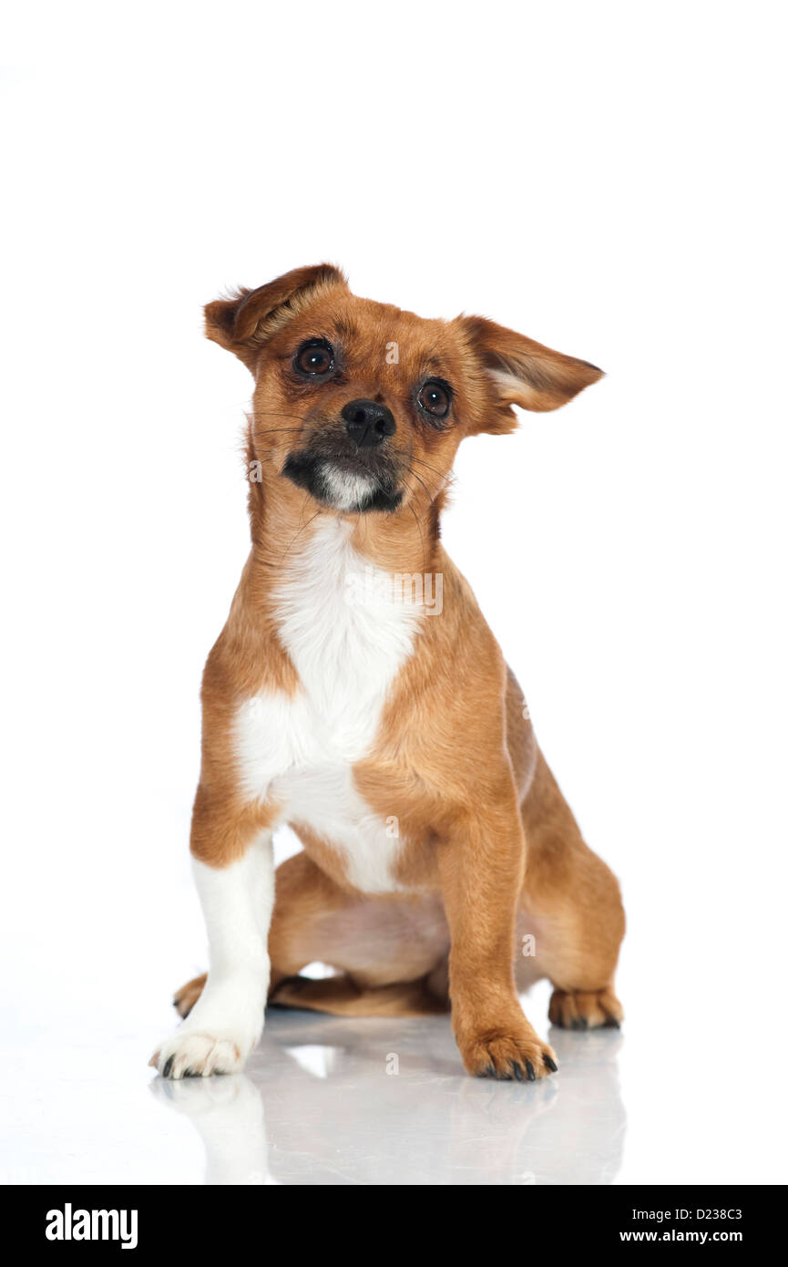 Mixed breed dog isolated on white Stock Photo - Alamy