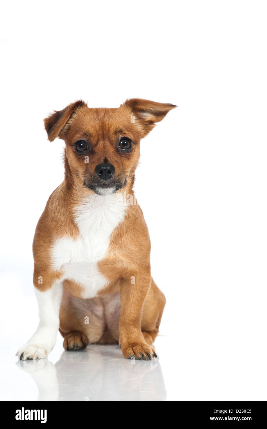 Mixed breed dog isolated on white Stock Photo - Alamy