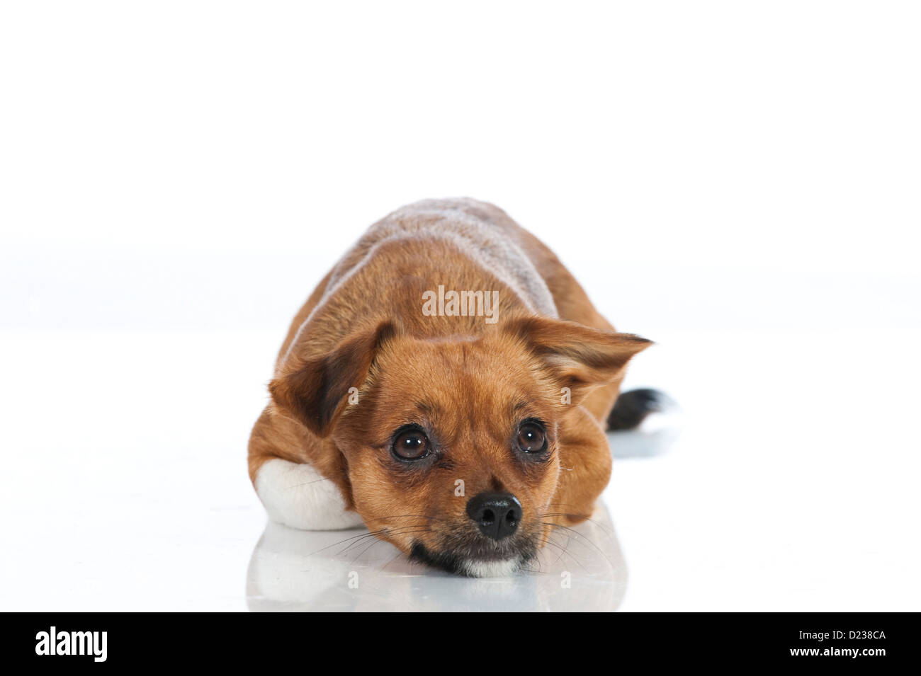 Mixed breed dog isolated on white Stock Photo - Alamy