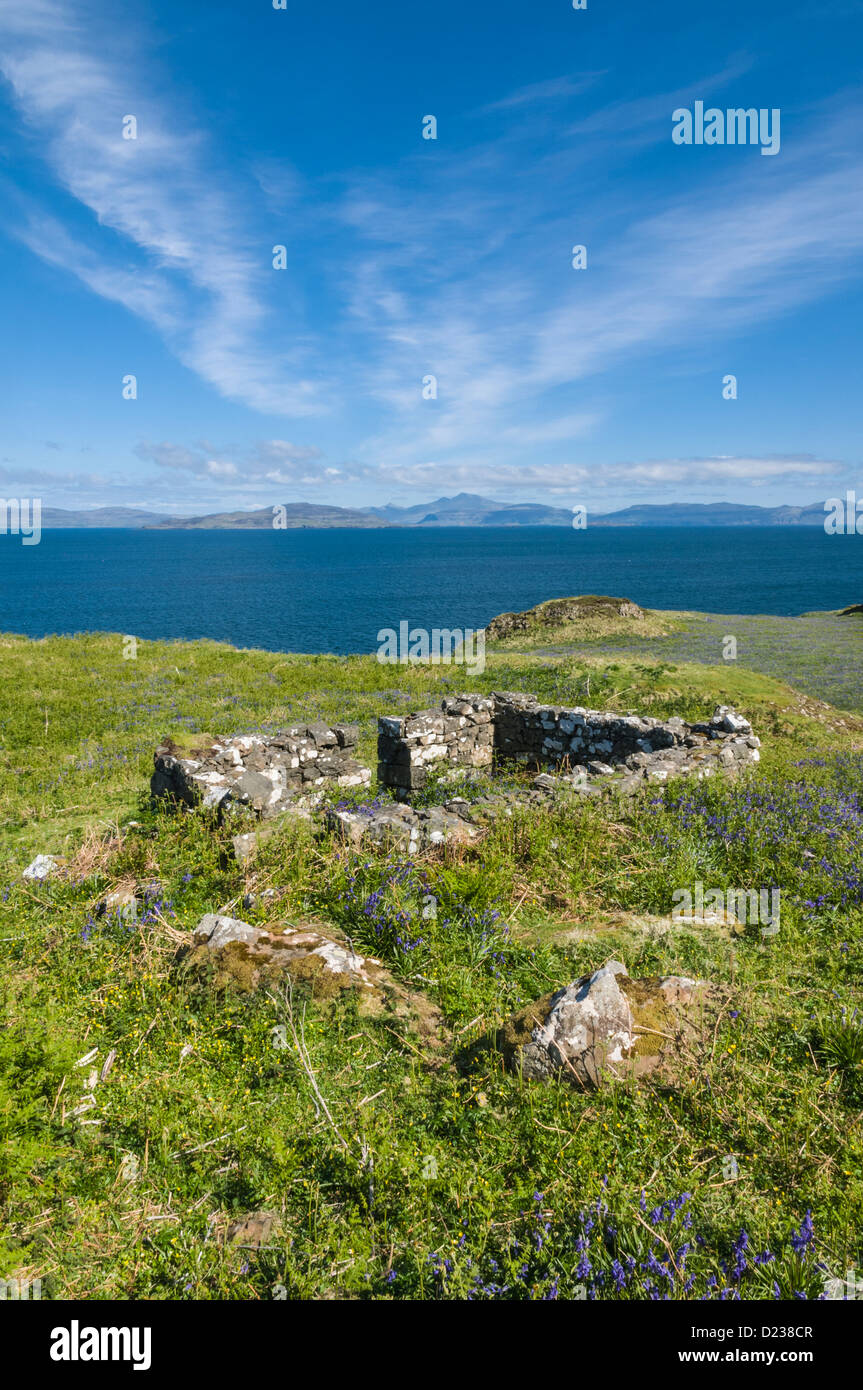 Ruined farm stead and Bluebells Lunga Treshnish Islands Argyll & Bute ...