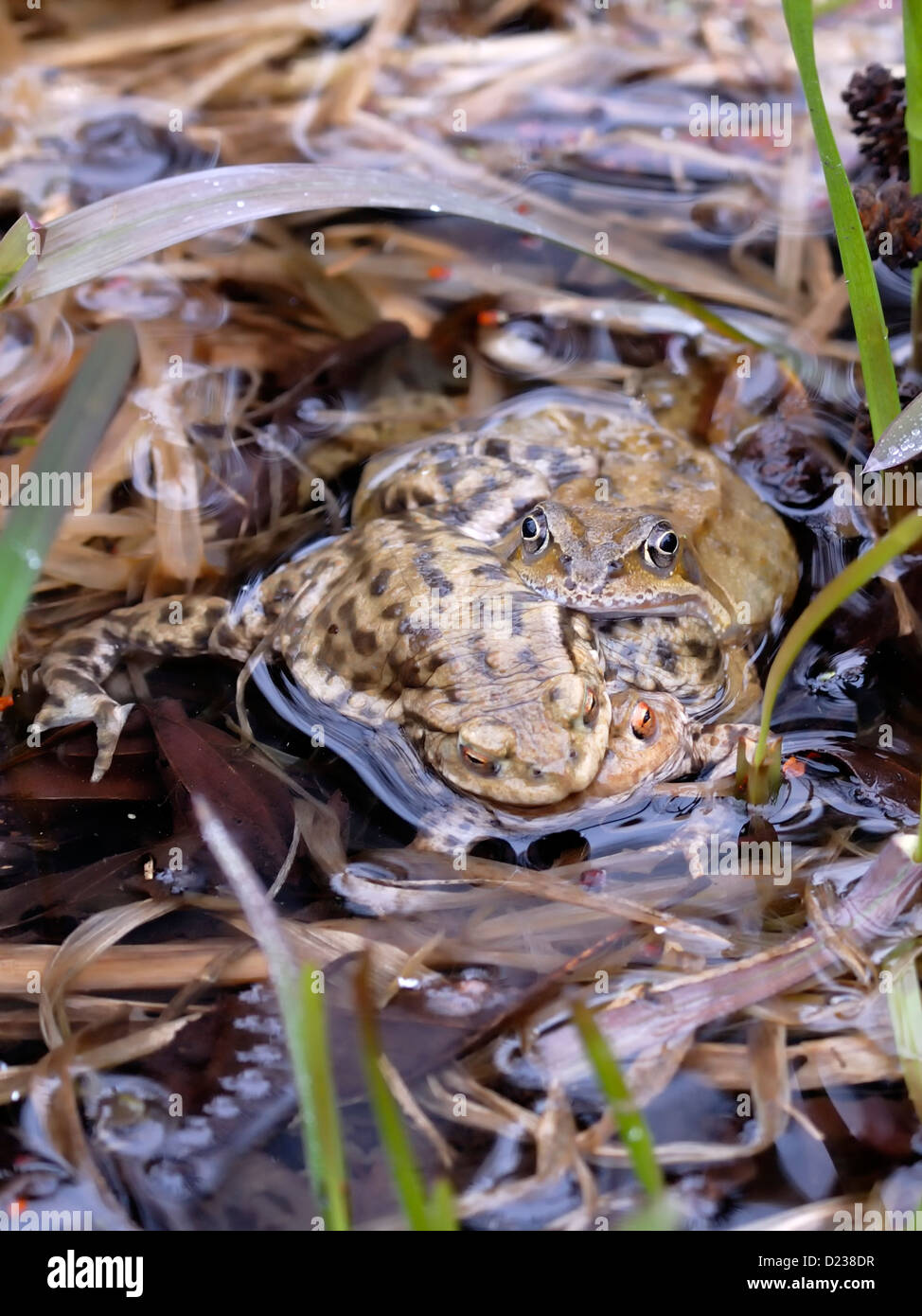 Common toads in water mating hi-res stock photography and images - Alamy