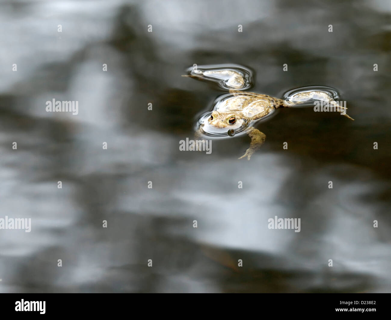 Toads lying on the water hi-res stock photography and images - Alamy