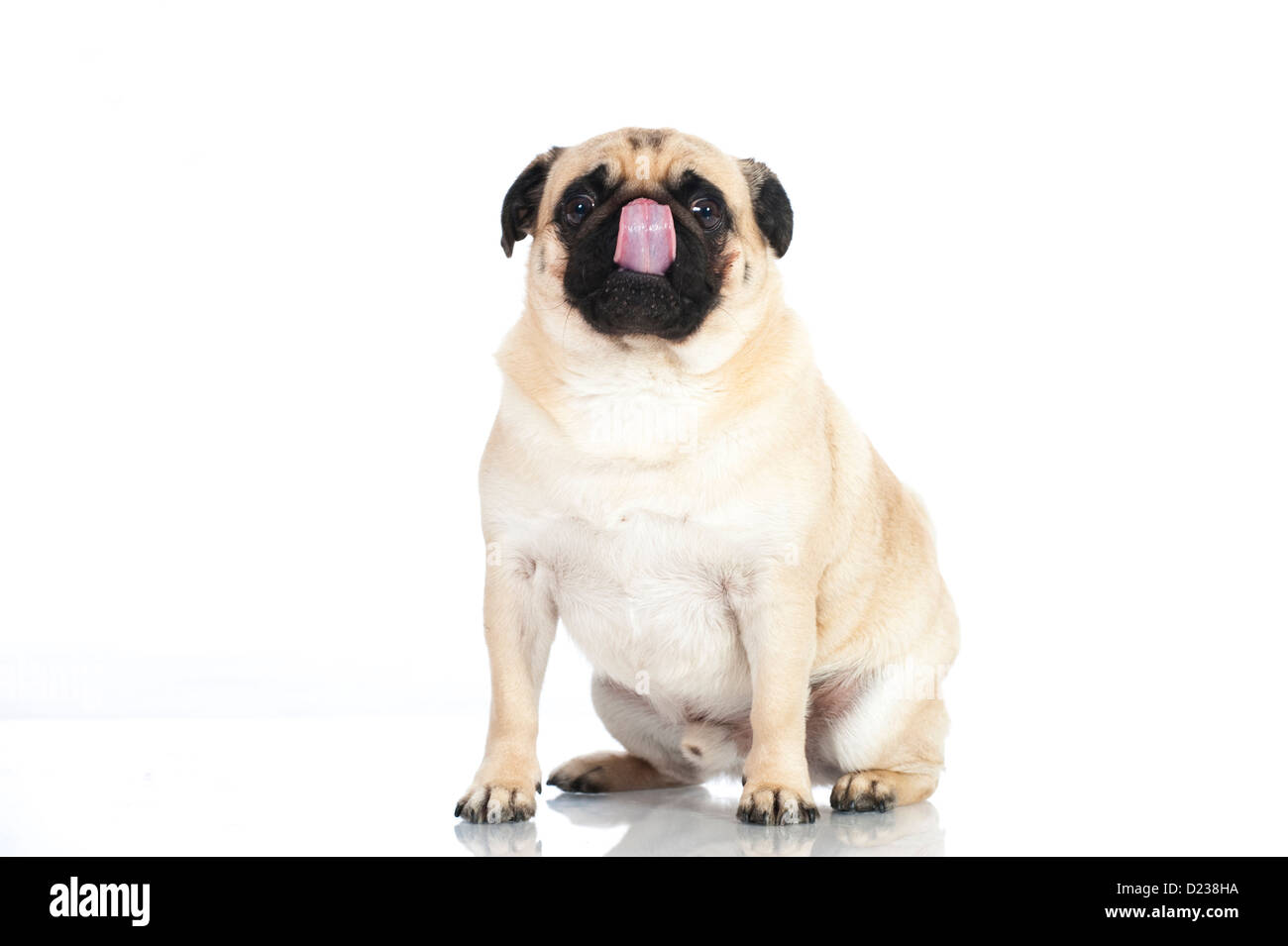 Pug licking his mouth Stock Photo - Alamy