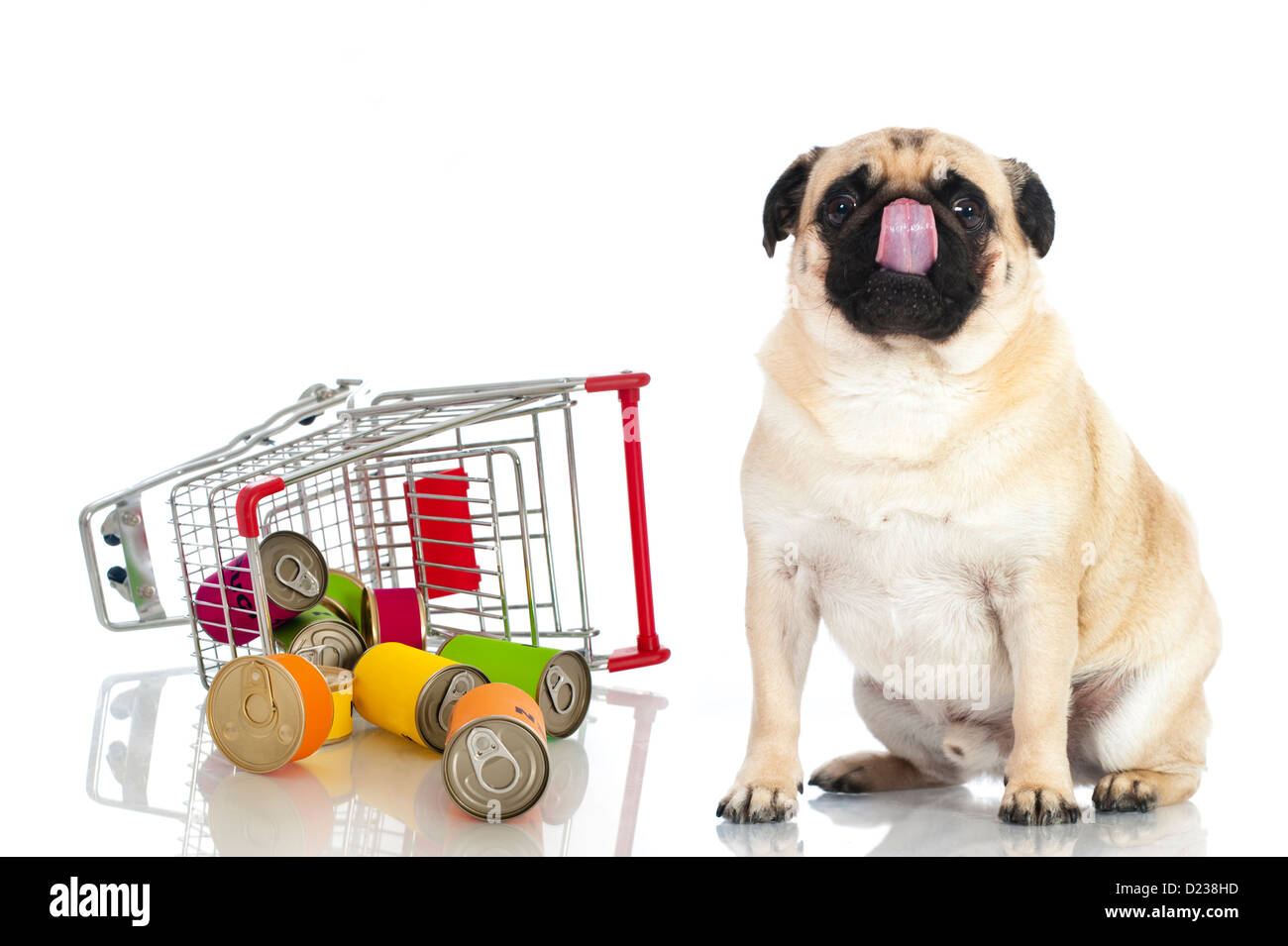 Pug with shopping cart and canned goods Stock Photo - Alamy
