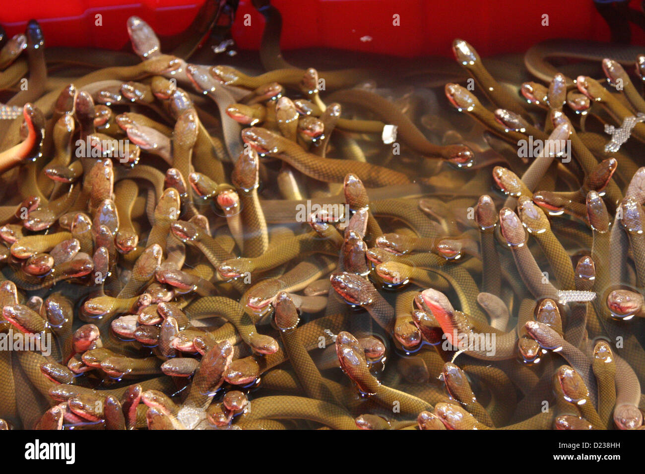 Eels for food hi-res stock photography and images - Alamy
