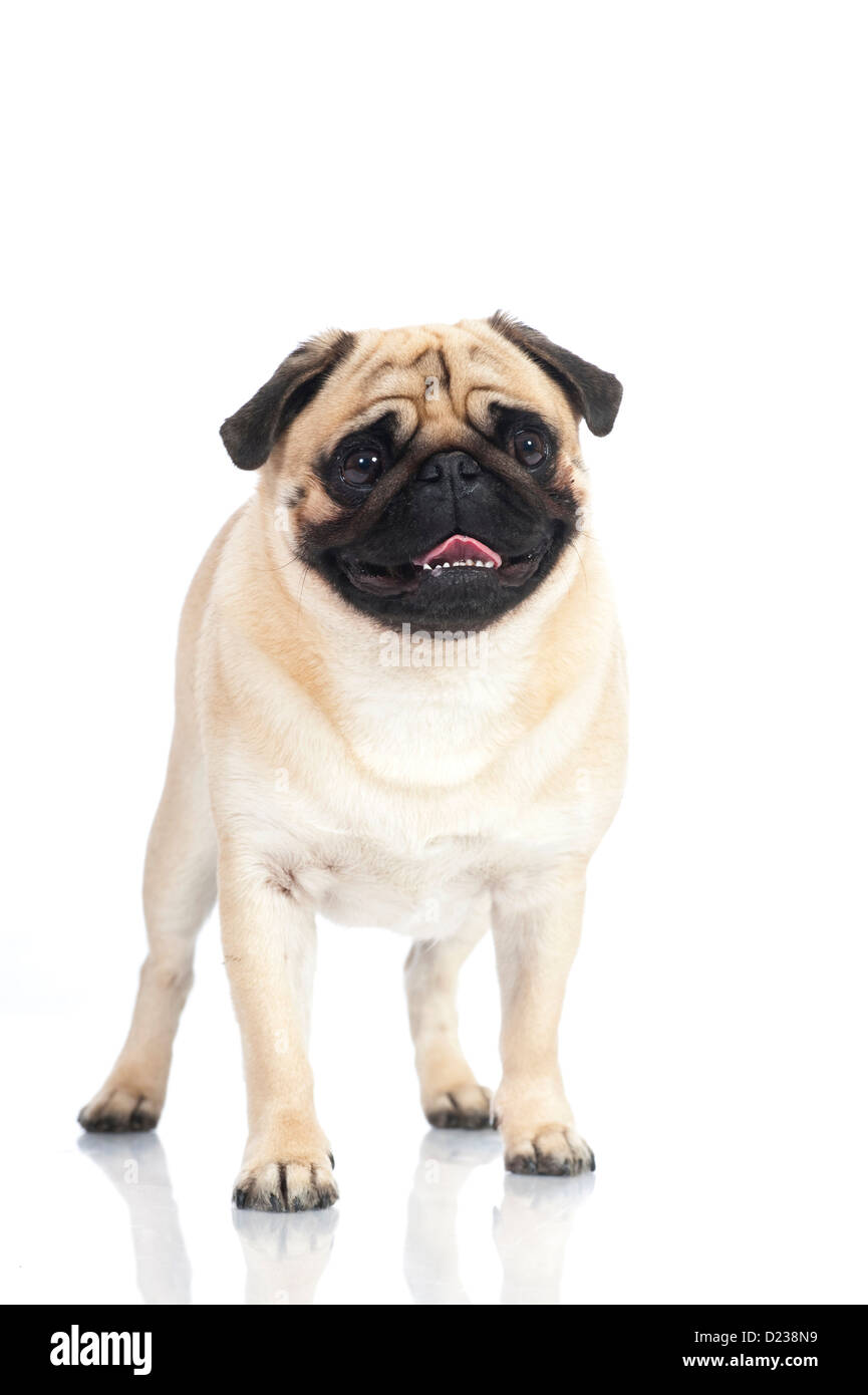 Pug isolated on white Stock Photo - Alamy