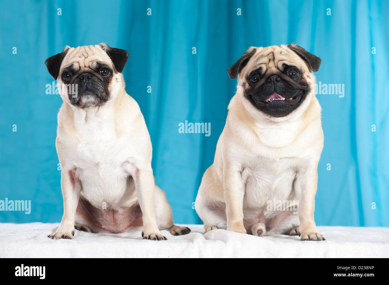 Two sitting pugs Stock Photo - Alamy