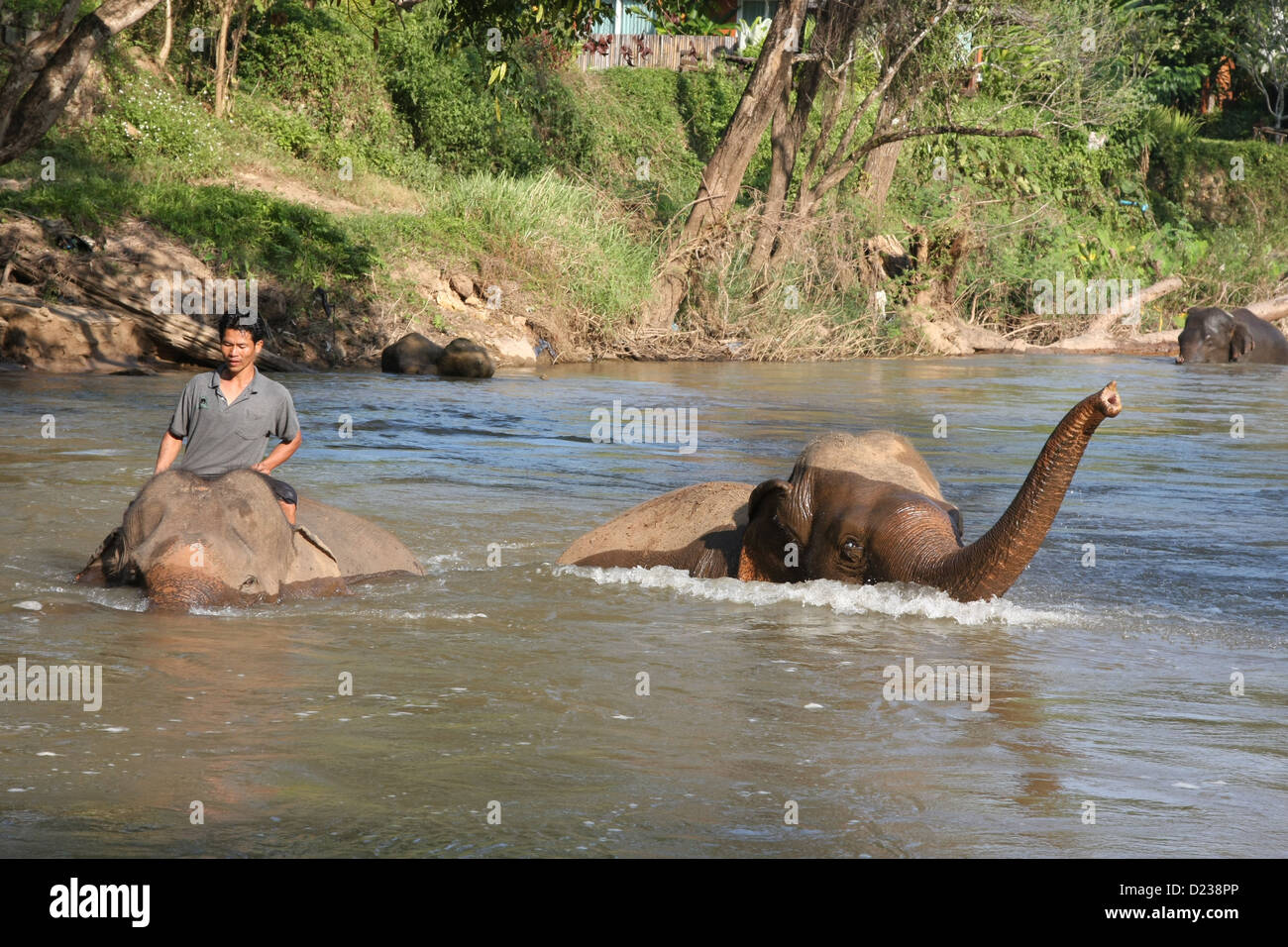 Asian elephant crossing river hi-res stock photography and images - Alamy