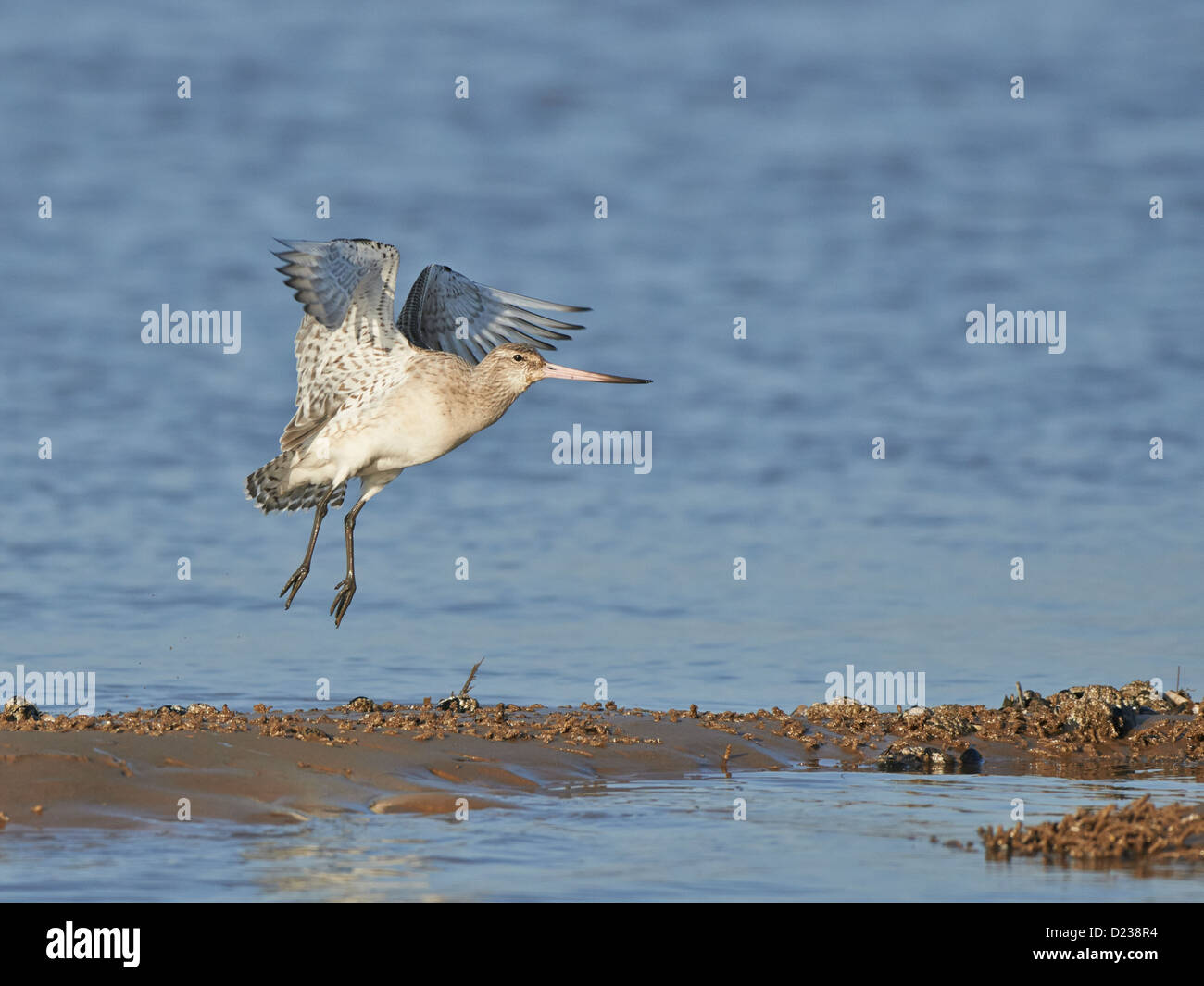 Bar-tailed Godwit in flight Stock Photo - Alamy