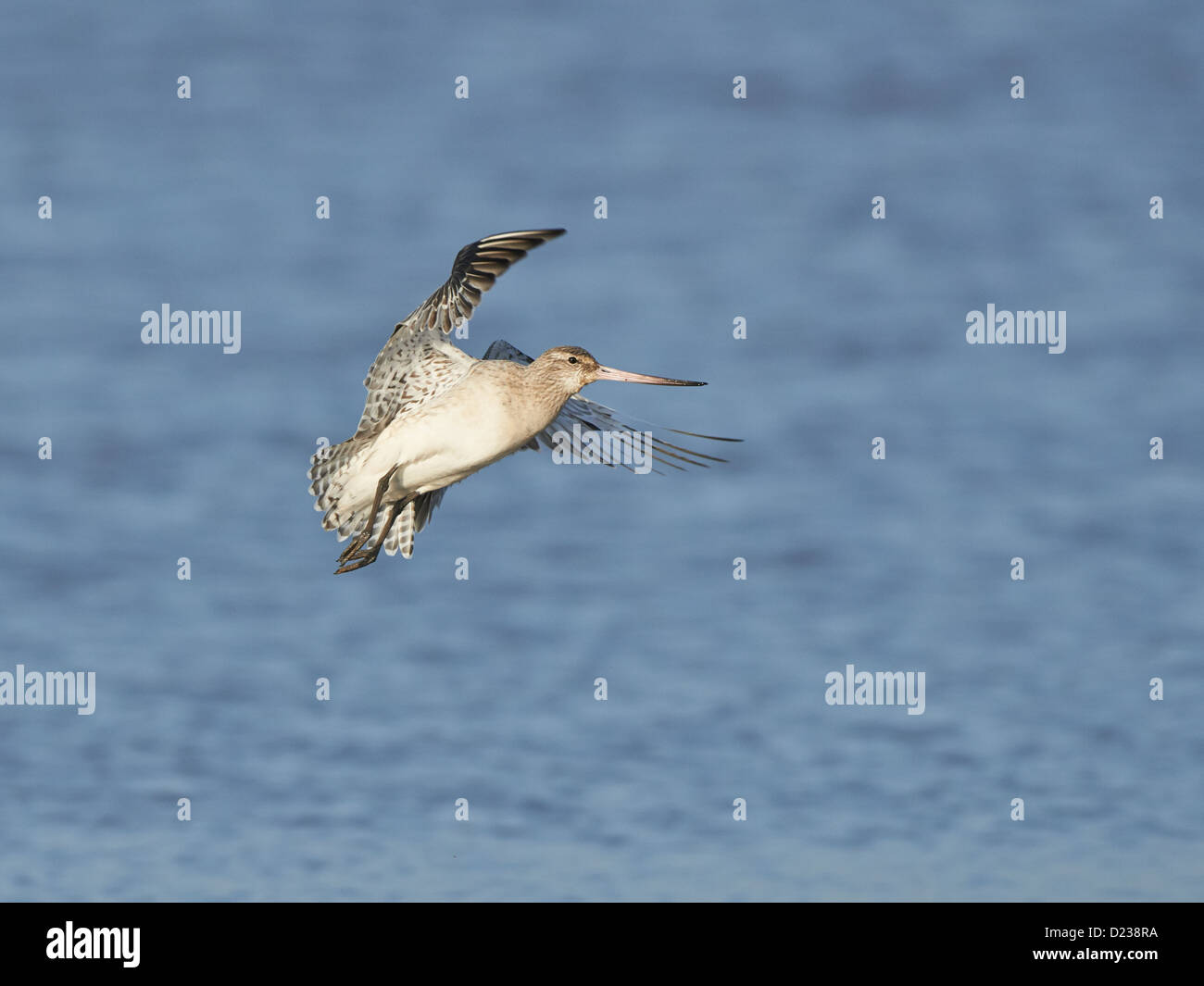 Bar-tailed Godwit in flight Stock Photo - Alamy