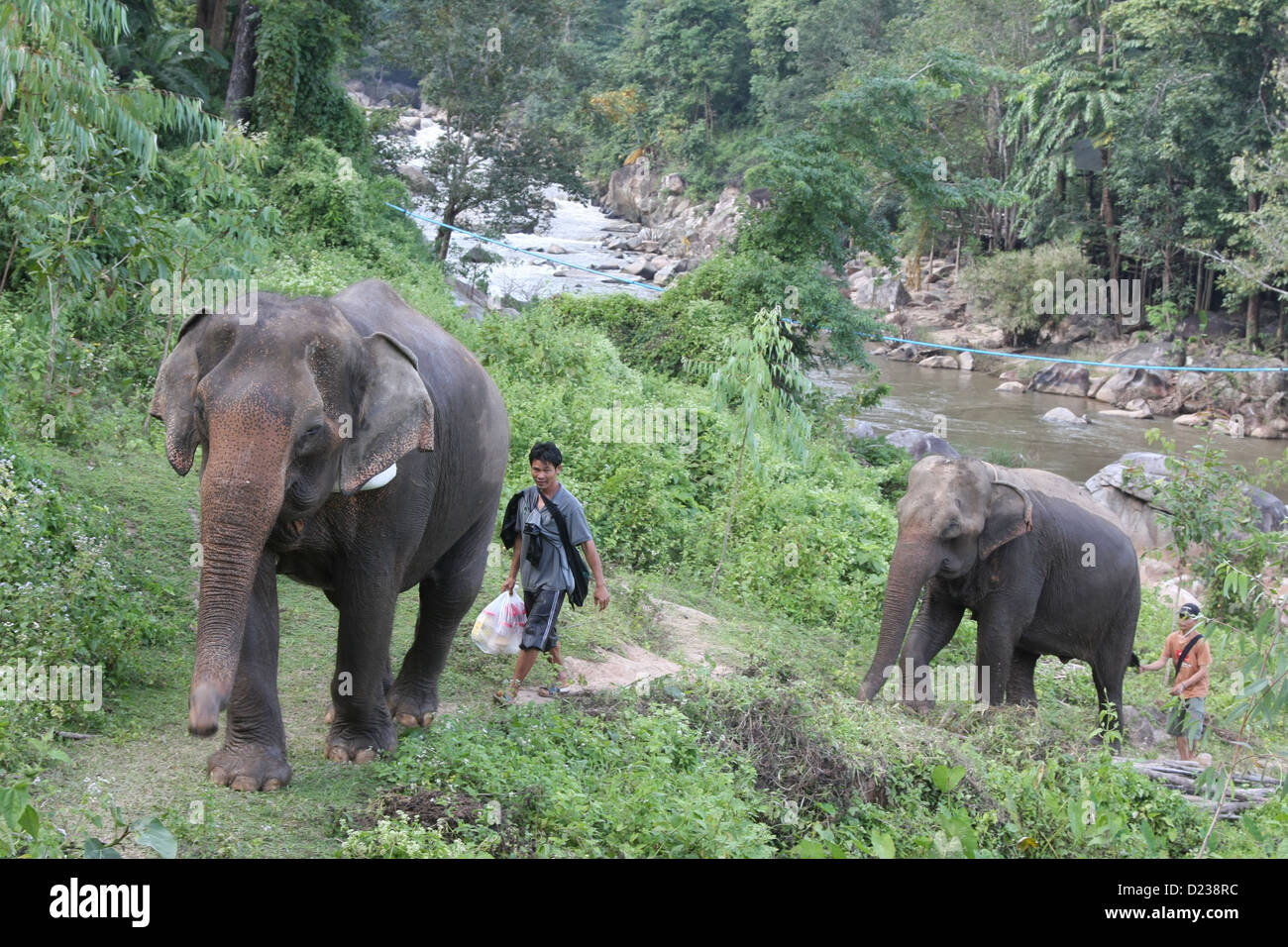 Asian elephants china hi-res stock photography and images - Alamy