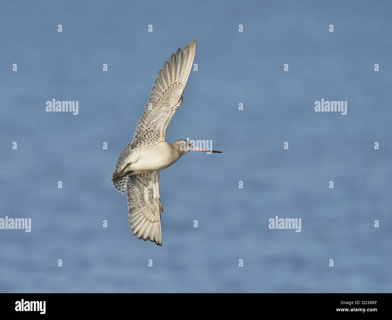 Bar-tailed Godwit in flight Stock Photo - Alamy