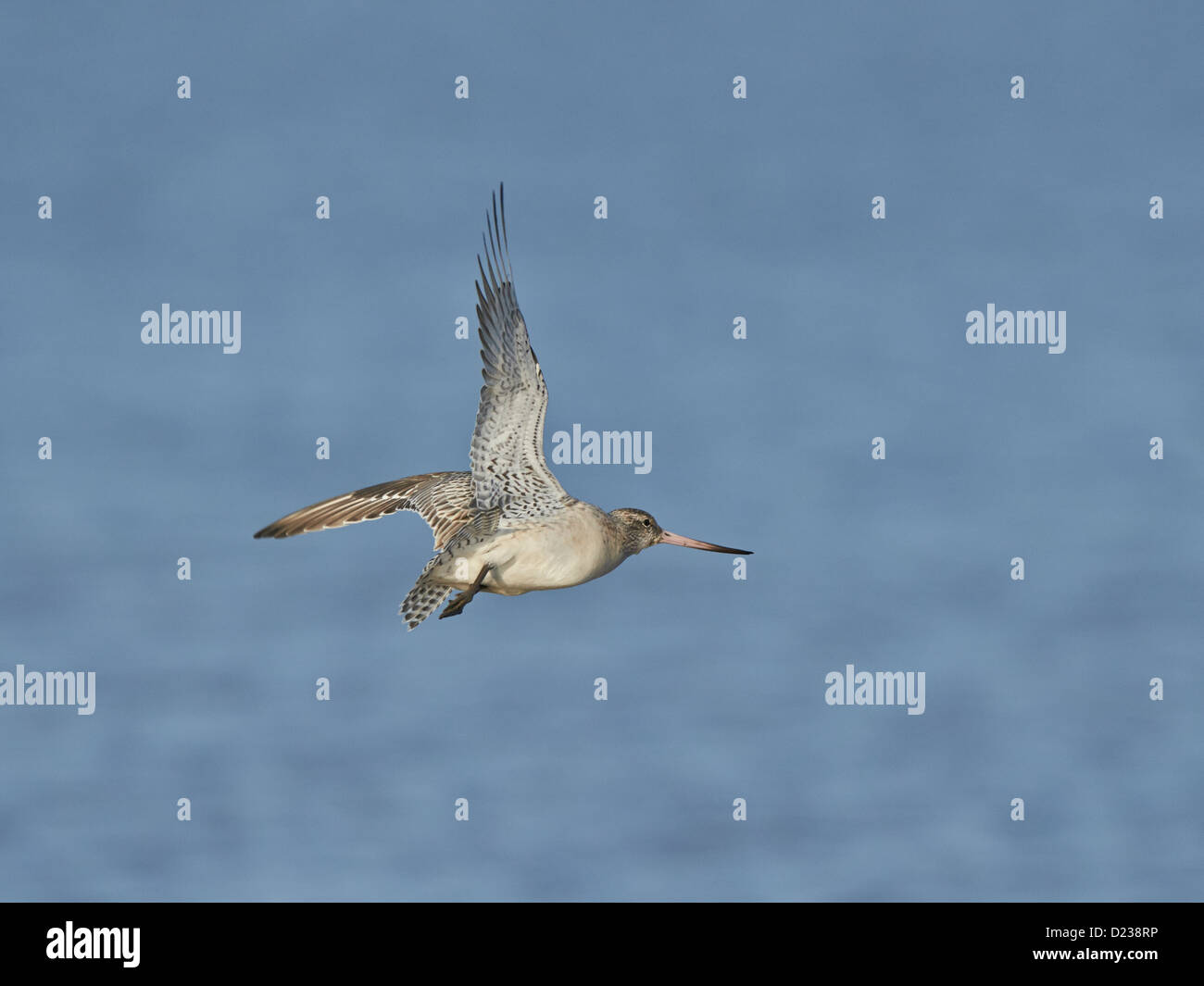 Bar-tailed Godwit in flight Stock Photo - Alamy