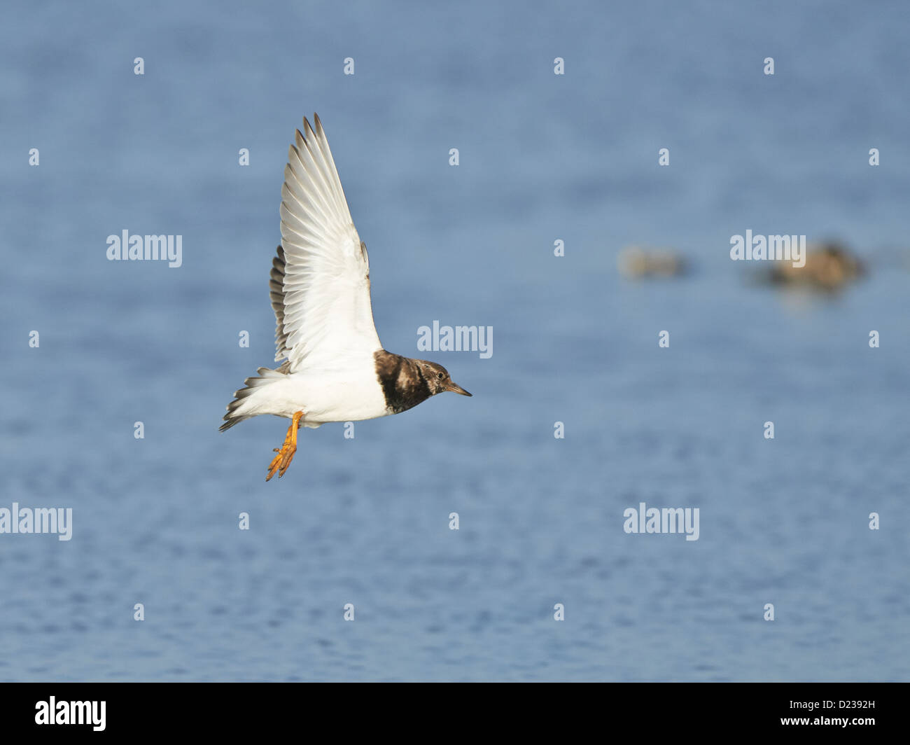 Turnstone in flight Stock Photo - Alamy