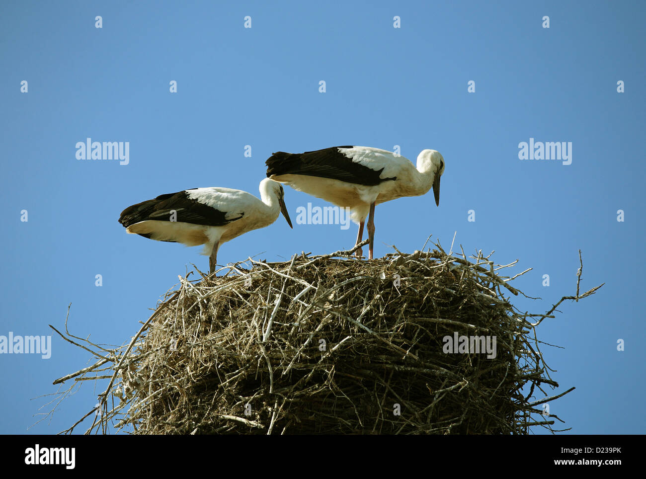 White storks poland hi-res stock photography and images - Alamy