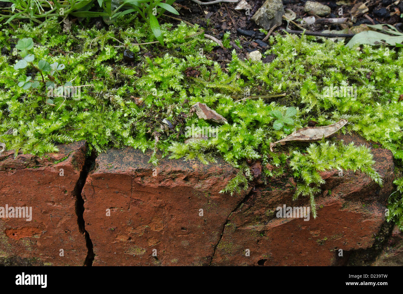 Close up weathered red rubber clay heat fired brick cracked in garden ...