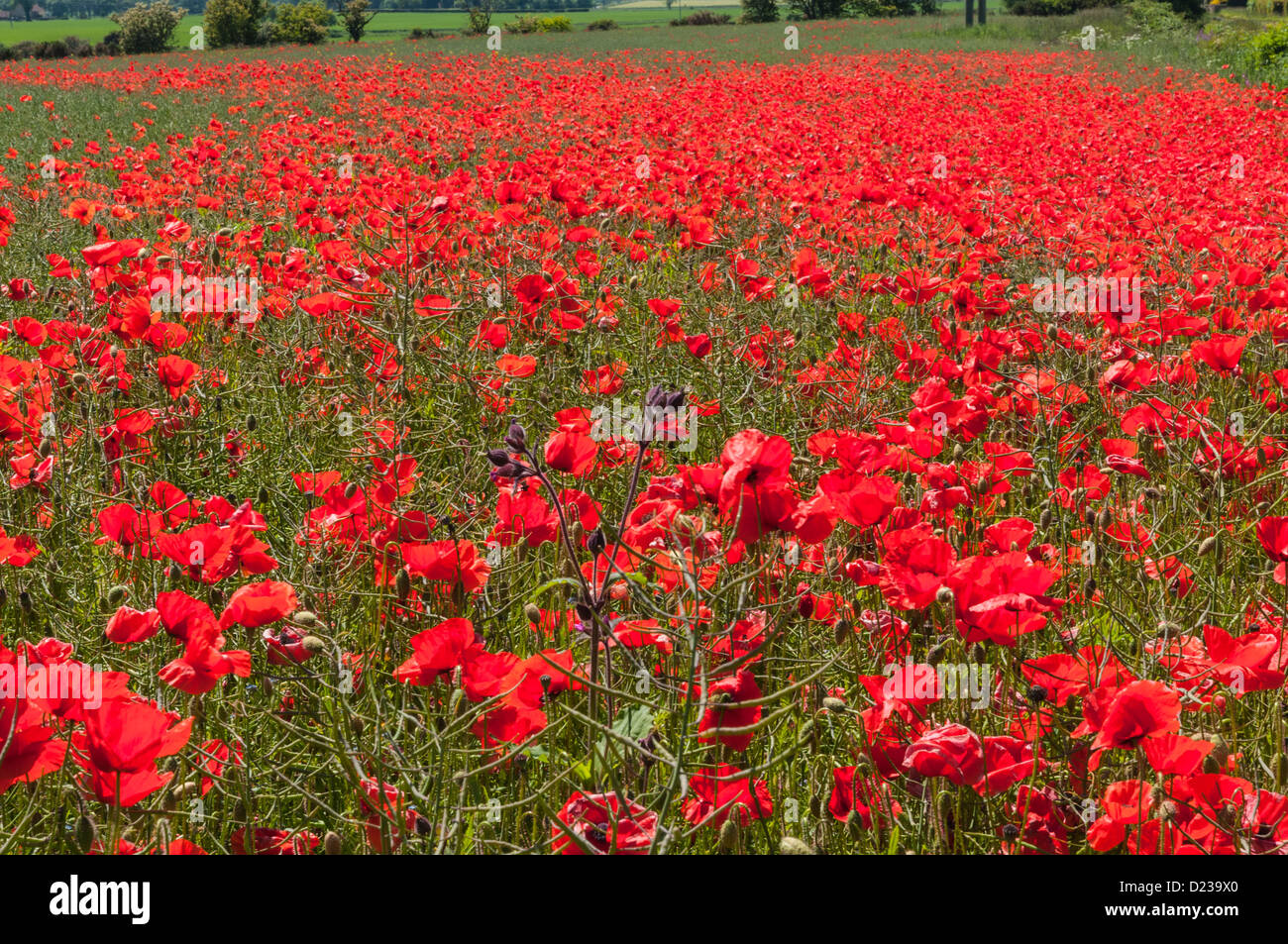 Scottish scotland poppies hi-res stock photography and images - Alamy