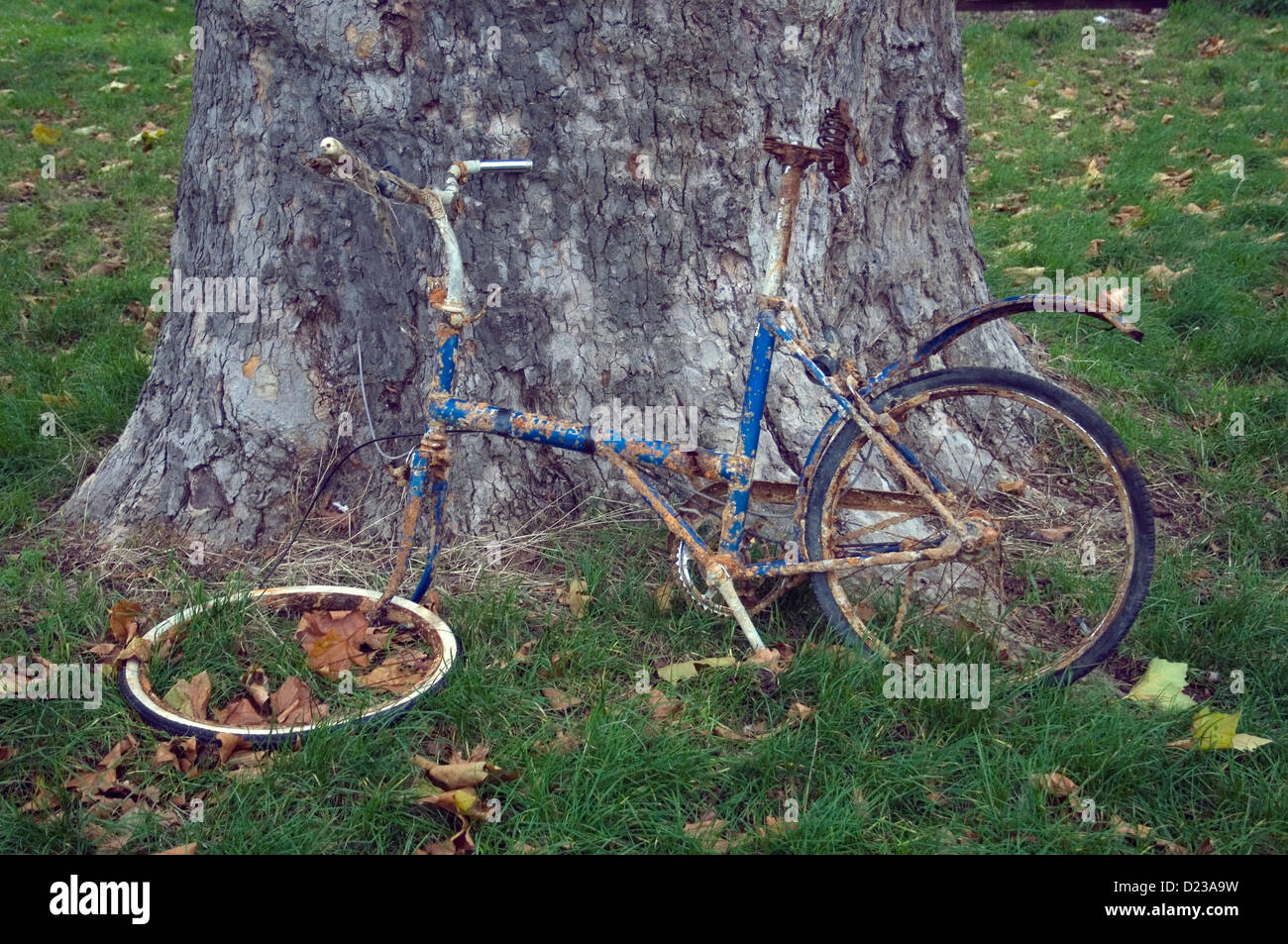 Bicycle under a tree hi-res stock photography and images - Alamy