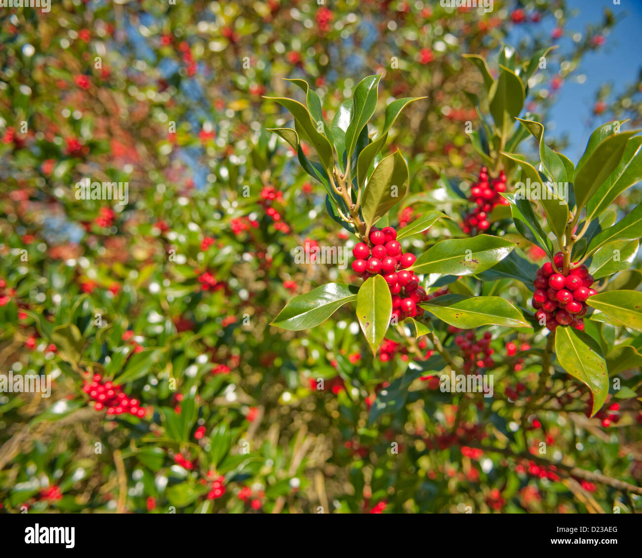 A holly tree with bright red berries Stock Photo - Alamy