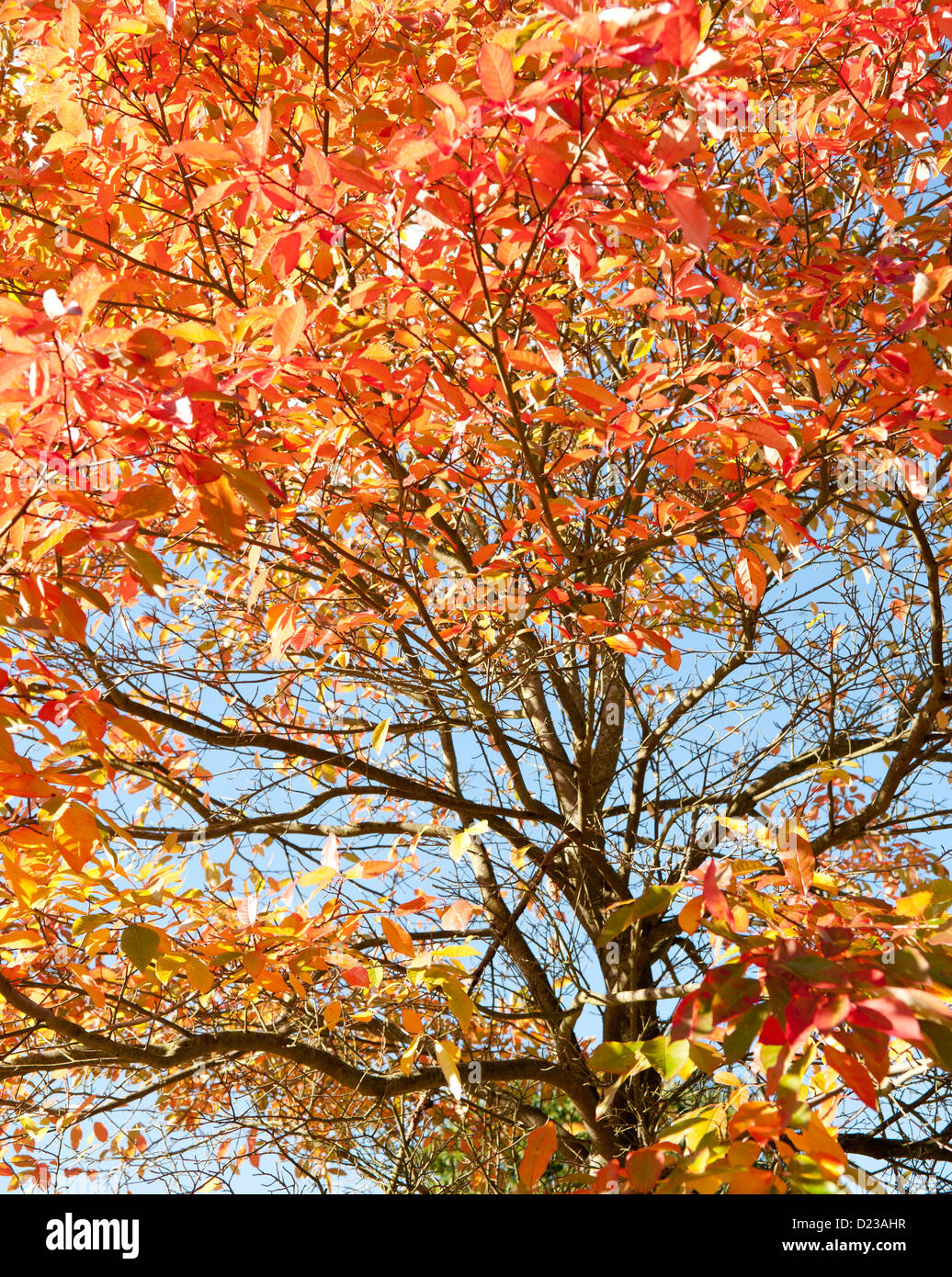 A tree in autumn Stock Photo - Alamy