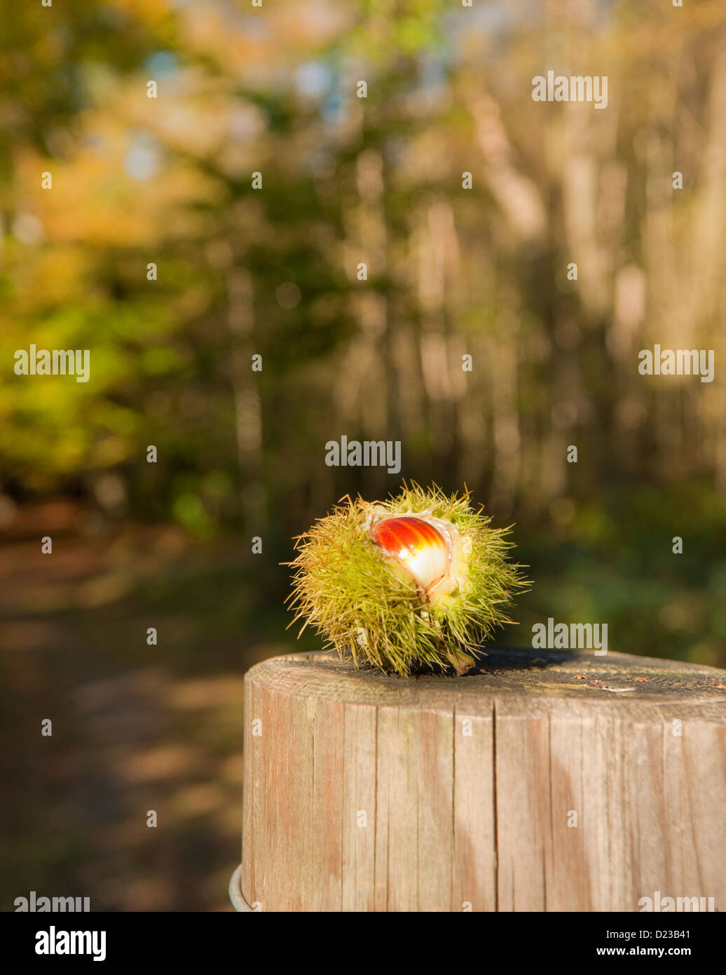 Fruit of sweet chestnut tree hi-res stock photography and images - Alamy