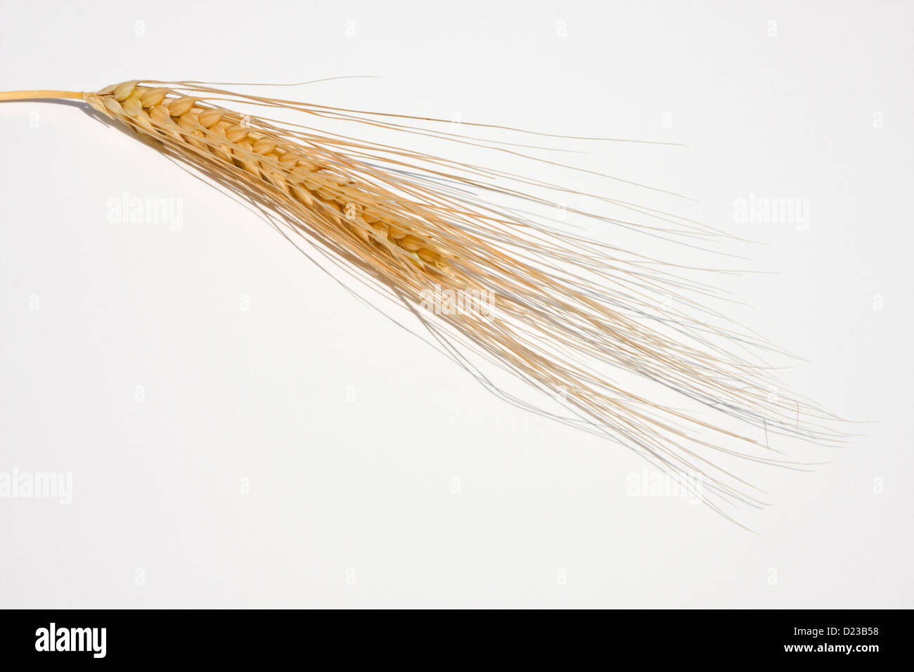 Rye Stock Photo - Alamy