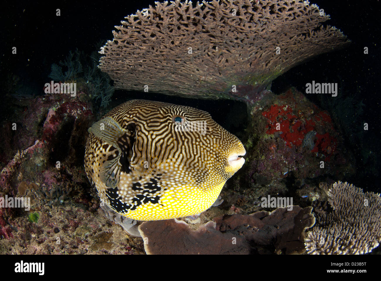 the portrait of a pufferfish underneath a table coral taken during a ...