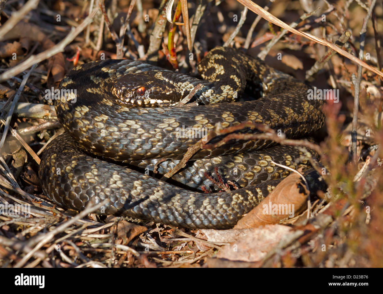 European adder / Vipera berus Stock Photo - Alamy